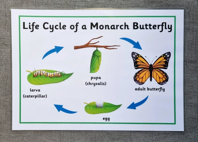 LIFE CYCLE OF a Monarch Butterfly/teaching/ Poster/ Ks1, KS2, £2.00 ...