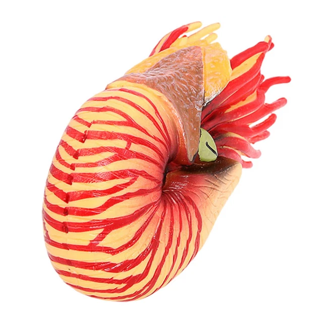 Aquarium Ornament Natural Conch Shell - Real Sea Snail Shell For Fish ...