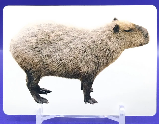 CAPYBARA/ LAND ANIMALS Card Learning Educational DAISO Japan Japanese ...