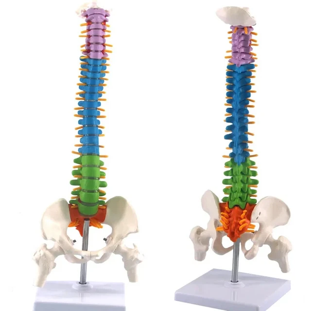 PELVIC HUMAN ANATOMICAL Anatomy Spine Spinal Column Model Teaching ...