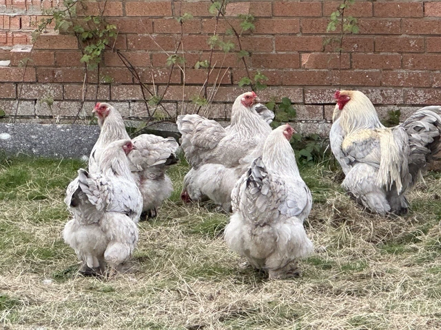 6 X ISABELLA Brahma Large Fowl Hatching Eggs £35.00 - PicClick UK