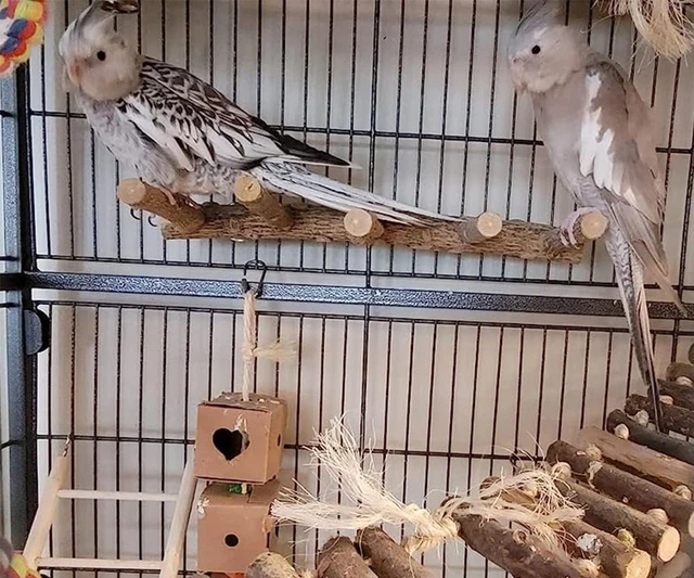 BIRD PARROT LADDER Perch for Cage, Nature Wooden Bird Bridge Exercise ...