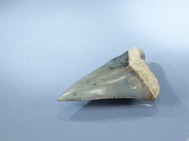 FOSSIL MAKO SHARK Tooth Australian: Isurus hastalis (EA8798) Portland ...