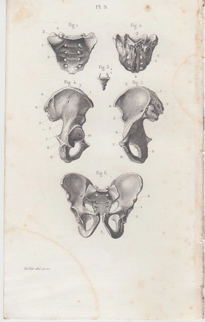 1853 TAVOLA ANATOMICA bacino osso sacro coccige iliaco cresta iliaca ...