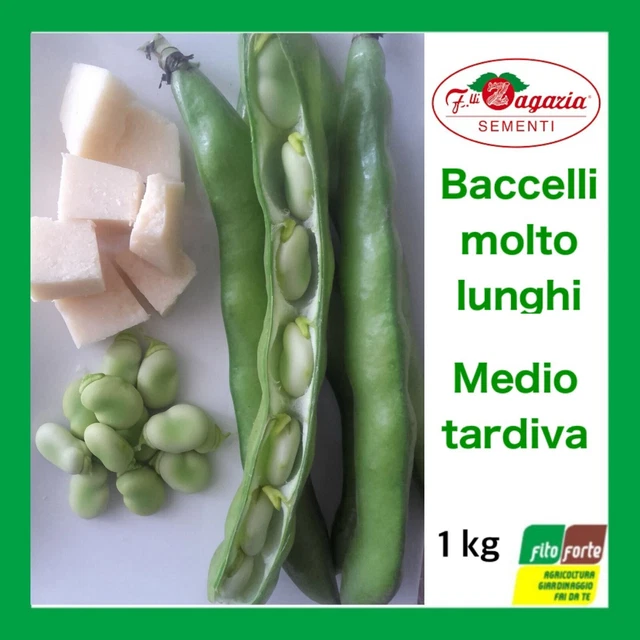 SEMI DI FAVA Varieta "Sberla" F.lli Zagaria Sementi 1 Kg Baccelli ...