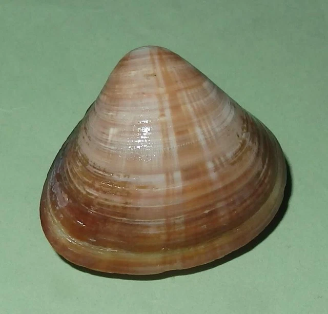 TIVELA MACTROIDES - Brazilian Sea Shell - 37.1mm - F++ - #684 £1.42 ...