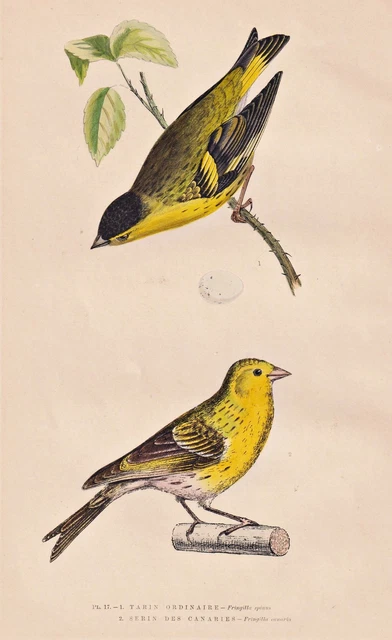 SISKIN ERLENZEISIG GRAN-CANARIA-FINK Vogel bird Vögel Holzstich woodcut ...