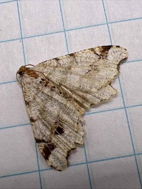 GEOMETRIDEA MACARIA ULSTERATA? GEO 074 Collected 2025 Sask, Canada $5. ...