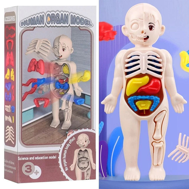 MANNEQUIN HUMAN ANATOMY Model Insights Toy Body Learning Tools Kid EUR ...