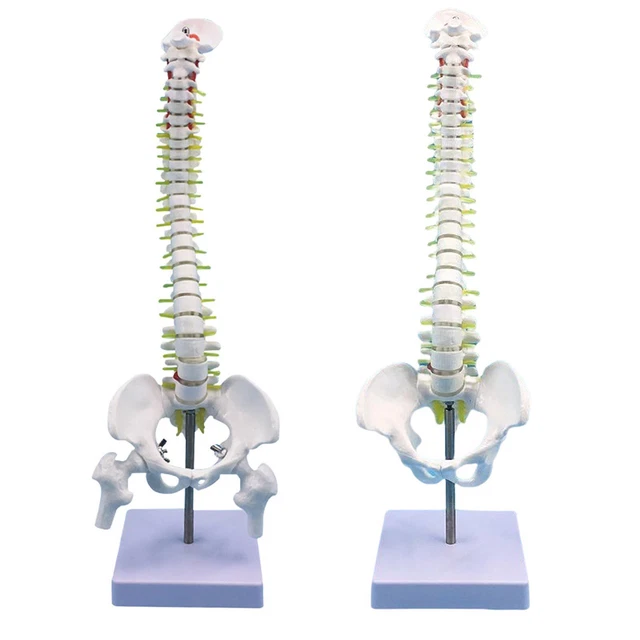HUMAN SPINE MODEL 17.7inch with Stand with Pelvis Spinal Cord Model ...