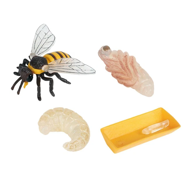 4PCS BEE GROWTH Figure Life Cycle Model Education Cognitive Toy £7.88 ...