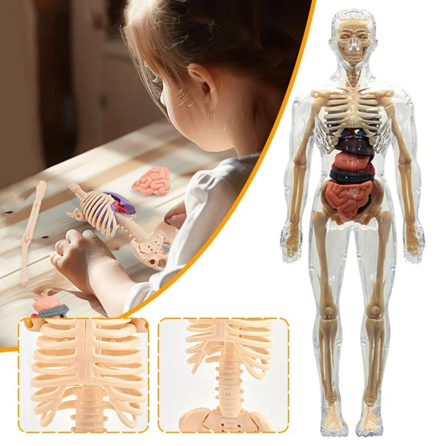TEACHING TOOL 3D Human Torso Model DIY Mannequin Skeleton Model Anatomy ...