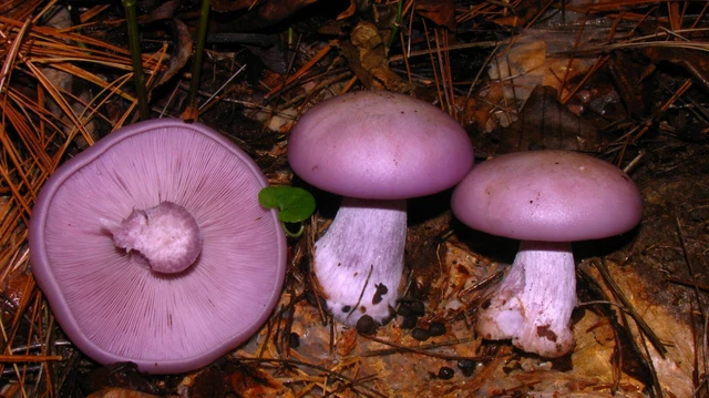 WOOD BLEWIT MUSHROOM CLYTOCYBE NUDA Blue-leg Seeds Dry Grain Mycelium ...