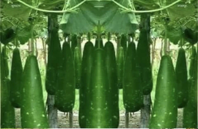 🌼 100% GENUINE Bangladeshi Vegetable Lau Khodu Pani Kodu Gourd Seeds ...