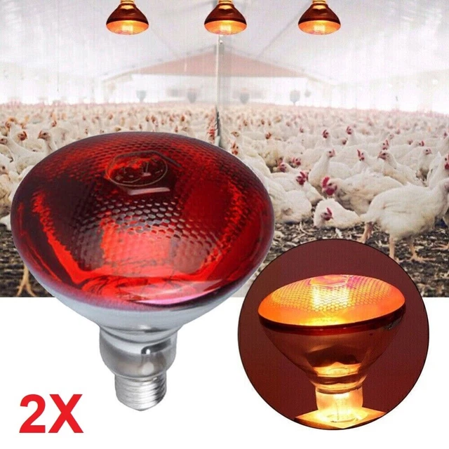 250W2PCS INFRARED POULTRY Heat Incubator Bulb Lamp for Brooder Chick ...