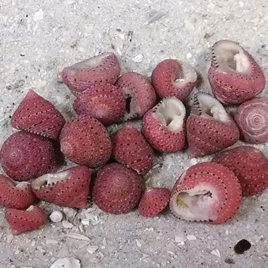 VERY RARE STRAWBERRY Top Shells 5 pcs $5.95 - PicClick