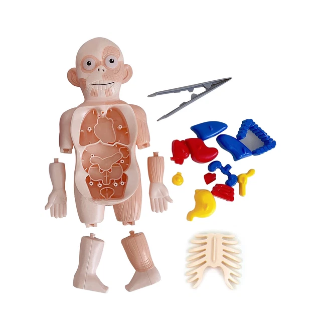 3D PUZZLE HUMAN Body Anatomy Model Learning Organ Assembled Toy Body Organ $15.59 - PicClick AU