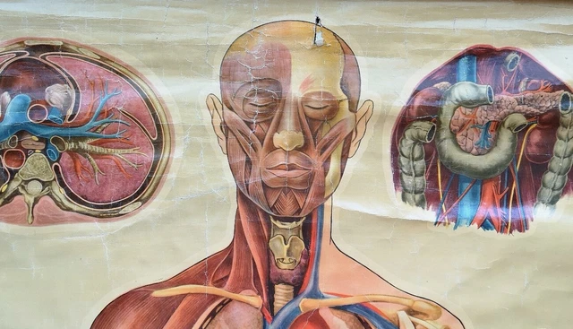 ADAM ROUILLY MEDICAL Chart General Anatomy, Anatomical Vintage Medical ...