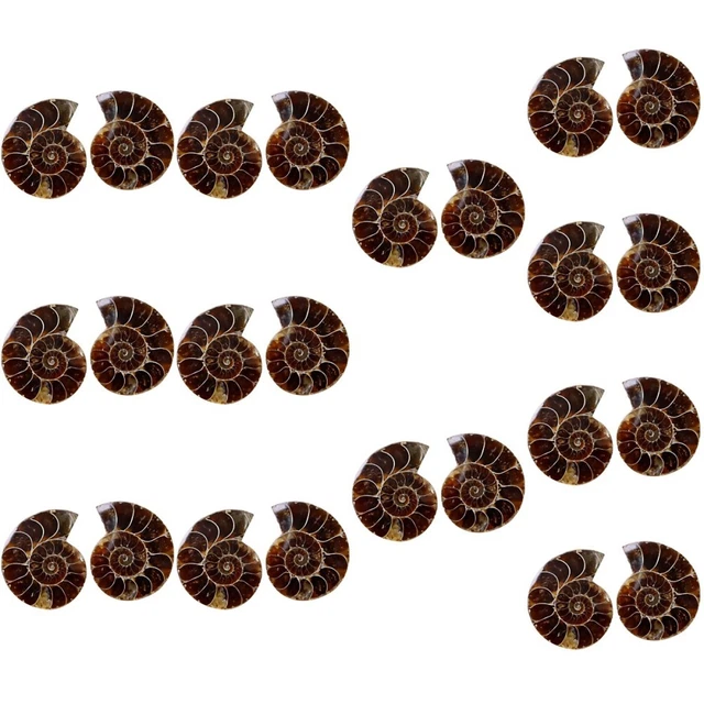 12 PIECES PALEONTOLOGY Aquarium Ornaments Ammonite Science Supplies £44 ...