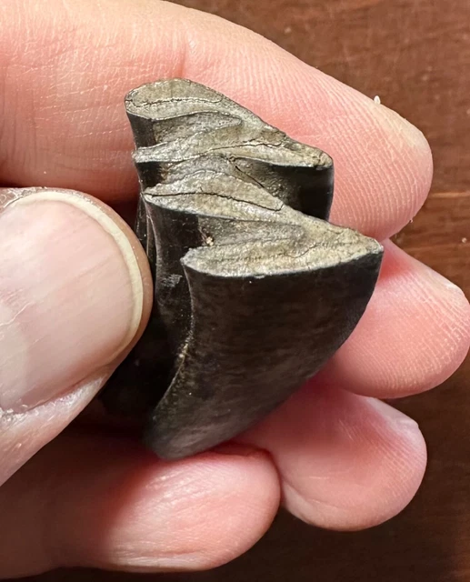 OUTSTANDING COMPLETE FOSSIL Capybara premolar tooth Neochoerus ...