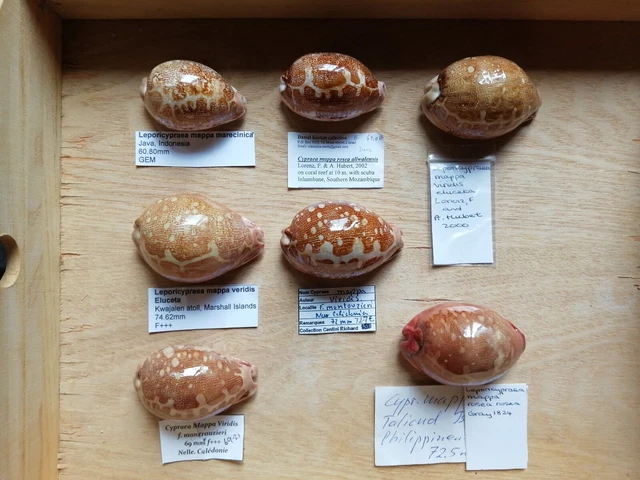 A COLLECTION OF Rare Cypraea Mappa Forms Cowrie Seashells £250.00 ...