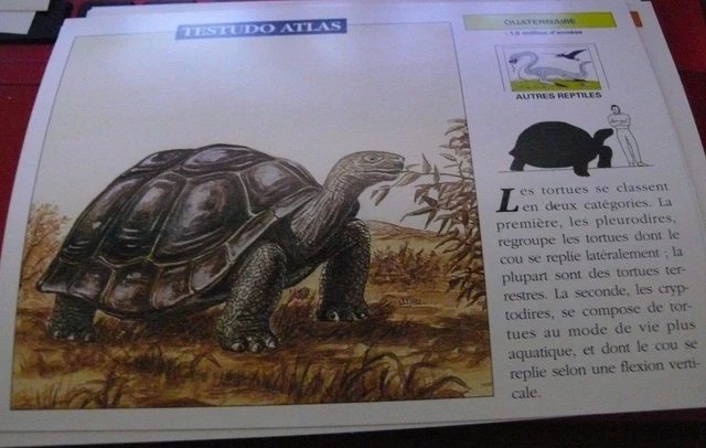 FICHE CARD DINOSAURE testudo atlas tortue 16 x 12 cm EUR 4,99 - PicClick FR