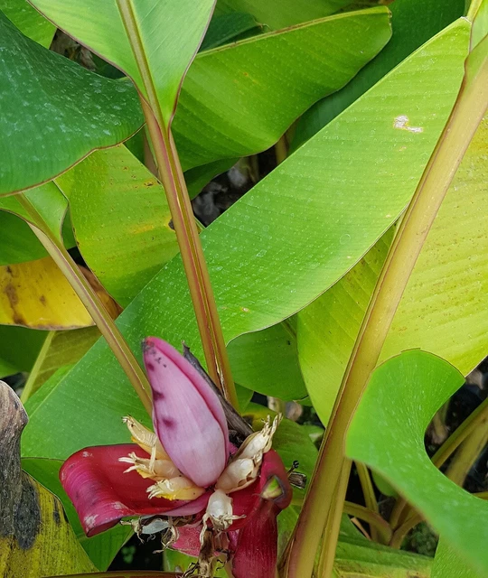 MUSA &VELUTINA& BANANIER à Bananes roses", plant de 40cm!! EUR 18,99 ...