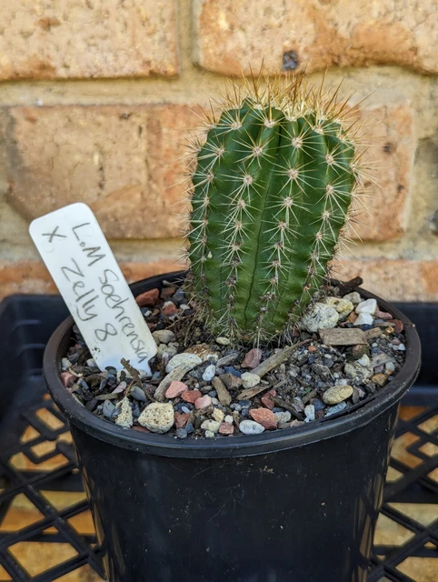 L.M SOEHRENSIA X Zelly 8 Cactus Plant Seedlings Echinopsis $16.50 ...