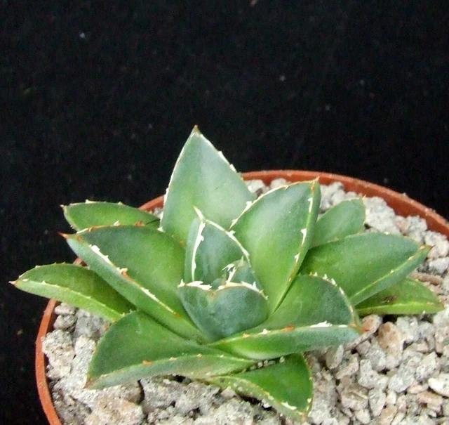 AGAVE FILIFERA COMPACTA rarely available 5.5cm smaller-growing ...