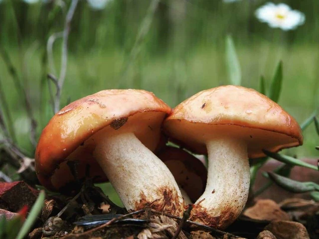 SUILLUS GRANULATUS WEEPING bolete dry grain mycelium 30g Boletus ...