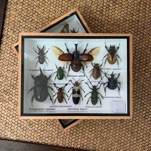 INSECTS RARE BUG Xylotrupes gideon Mix Frame Display Eupatorus ...