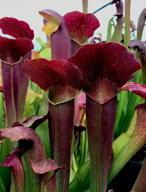 SARRACENIA WILLISII X Minor Giant (Carnivorous Pitcher Plant) Small ... SARRACENIA WILLISII X Minor Giant (Carnivorous Pitcher Plant) Small ...