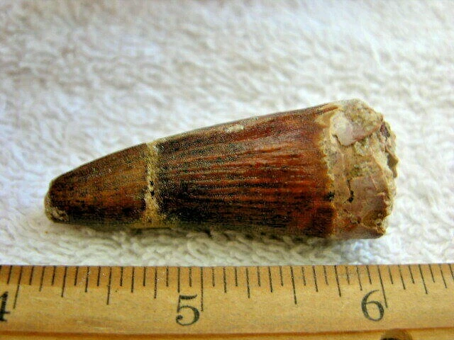 DINOSAUR FOSSIL TOOTH Spinosaurus Cretaceous Era bigger 2 inch long ...
