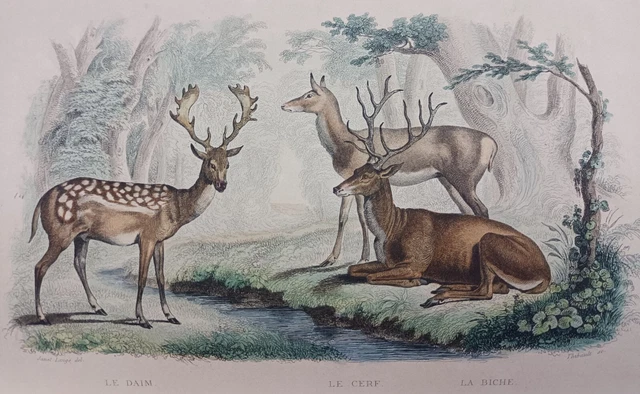 ŒUVRES COMPLÈTES DE Buffon 1839 Tome 3 Mammifères Homme Monstres Cheval ...