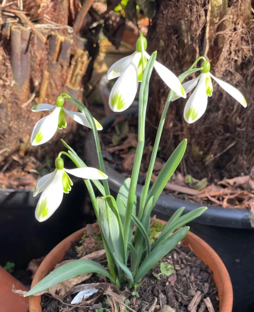 GALANTHUS, SNOWDROP HELICOPTER- one flowering size bulb £1.04 - PicClick UK