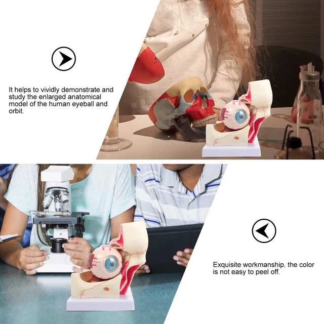 HUMAN EYE MODEL Intestine Model Orbital Eye Anatomy Medical Study ...