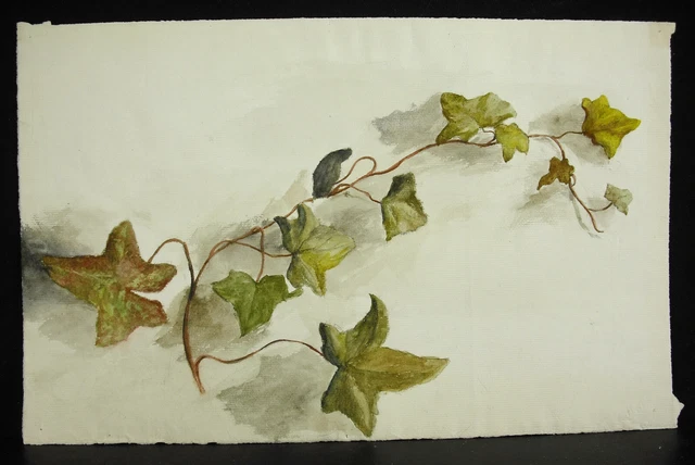 DRAWING REALISTIC ORIGINAL Branch Ivy Leaf Ivy After Nature c1950 £35. ...