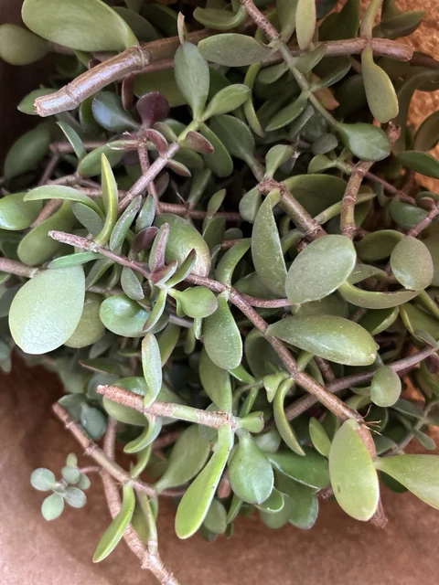 PFENNIGBAUM CRASSULA OVATA Geldbaum Affenbrotbaum Pflanze aus eigenem ...
