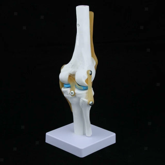HUMAN KNEE JOINT Anatomy Models Skeleton Model Nursing Teaching ...