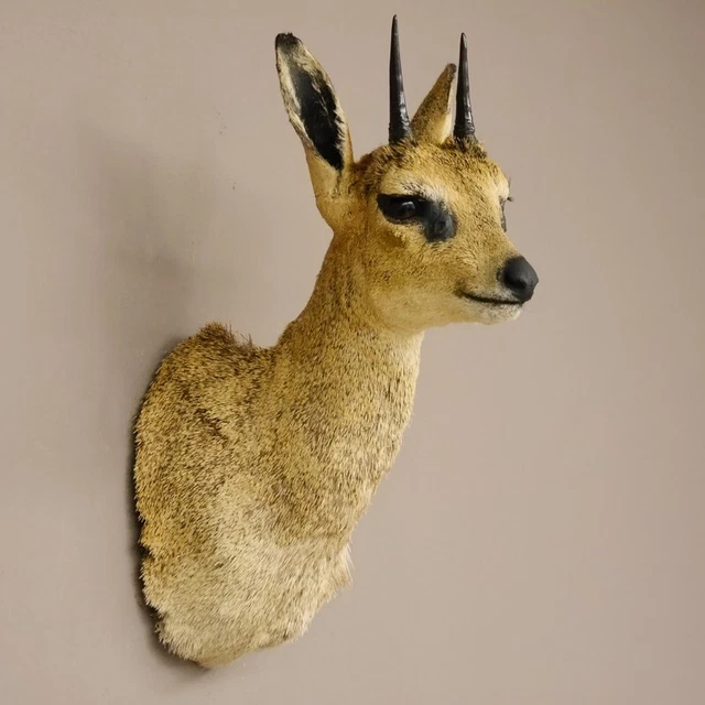 KLIPSPRINGER HEAD MOUNT Main Antelope Africa Taxidermy £229.78 ...