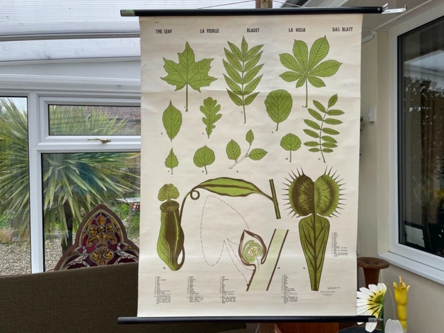 VINTAGE SCHOOL CHART of THE LEAF life of plants BOTANICAL educational ...