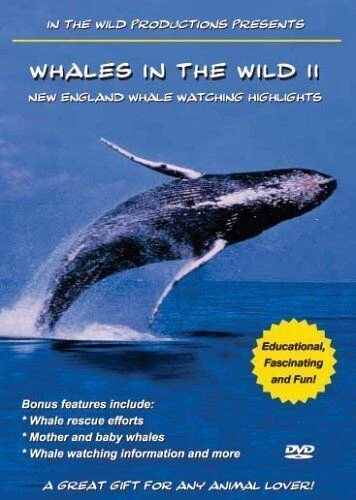 WHALES IN THE Wild II: New England Whale Watching Highlights DVD Region ...