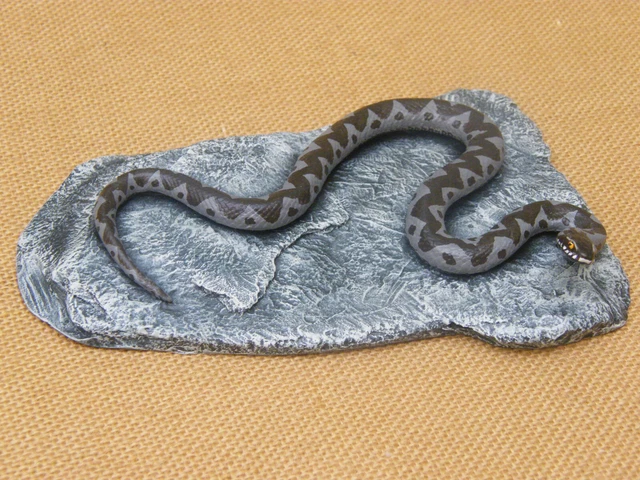 CRUSADER MALE NEW Casting Teaching Tool Snake Taxidermy Animal ...