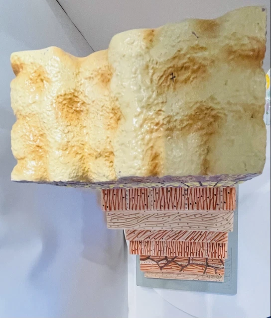 ANATOMY-DIGESTIVE-GASTROINTESTINAL SYSTEM. MICROSTRUCTURE Stomach Wall ...