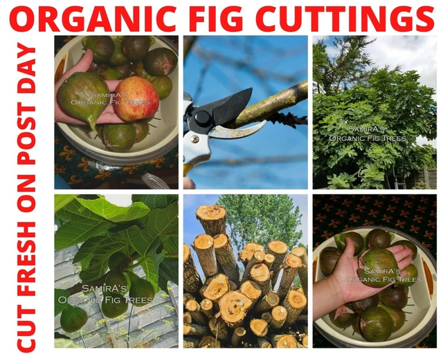 ORGANIC FIG TREE Moroccan 2X Cuttings Brown Large Red flesh SPECIAL ...