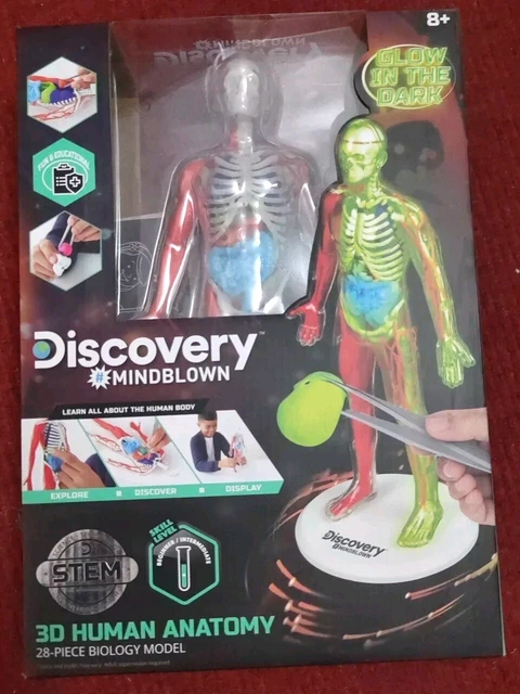 DISCOVERY 3D HUMAN ANATOMY Biology Model (glow in The Dark) £5.00 ...