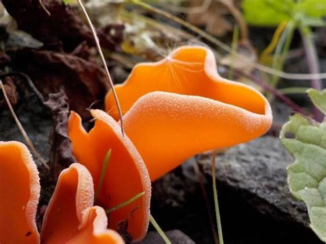 DISCINA PERLATA DRY mycelium Discina ancilis 30g Gyromitra perlata ...