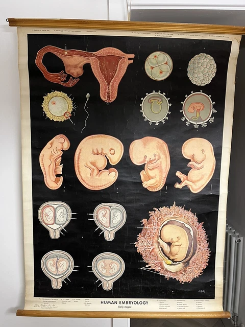 ANTIQUE VINTAGE ADAM Rouilly Wall Chart Poster Medical Human Embryology ...