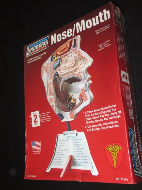 LINDBERG SCIENCE MODEL Kit Nose Mouth Human Anatomy Anatomical 3D ...