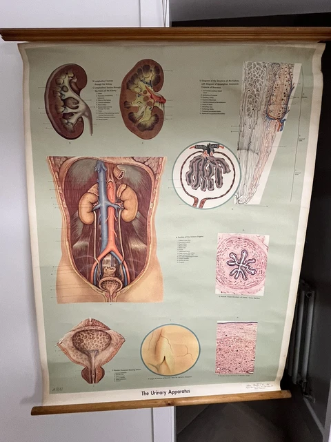 ANTIQUE VINTAGE ADAM Rouilly Wall Chart Poster Medical The Urinary ...